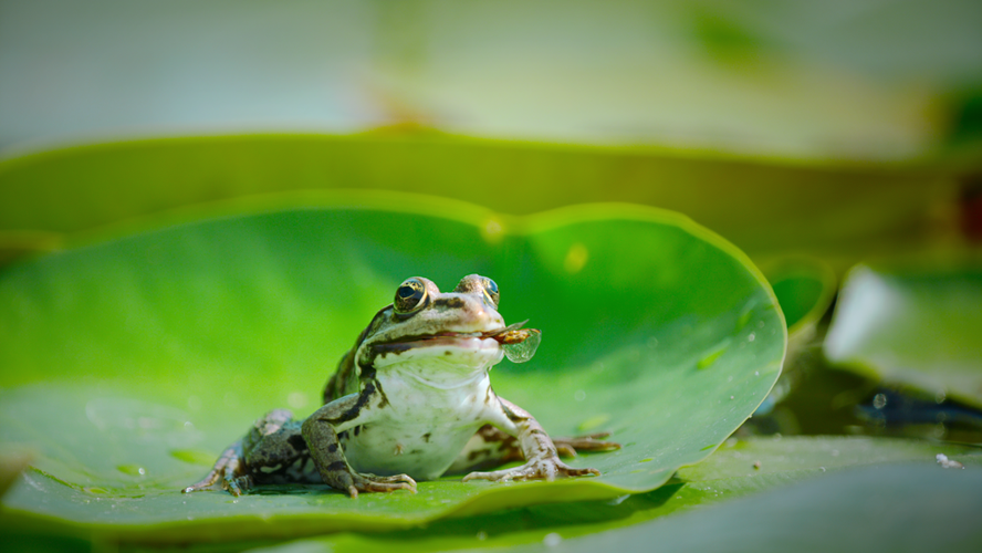 Ecosystem Interconnections: Mapping Earth's Web of Life
